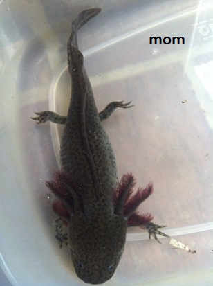 mom | Caudata.org: Newts and Salamanders Portal