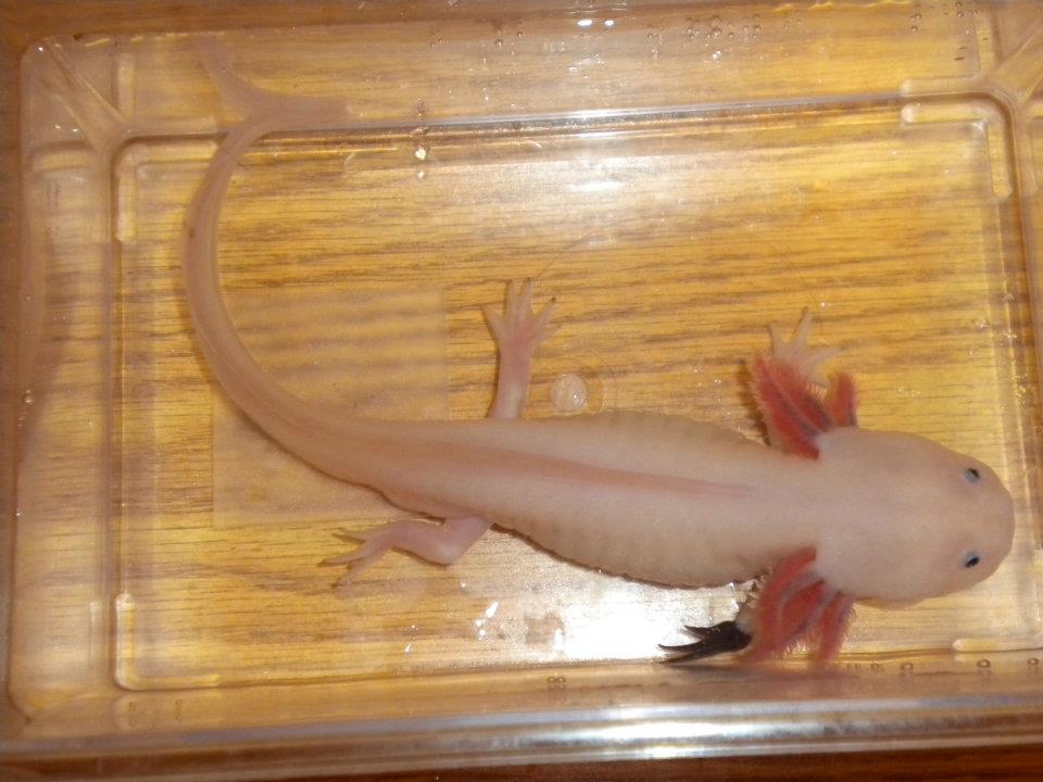 Mulder's dad Picture courtesy of Koryos | Caudata.org: Newts and ...