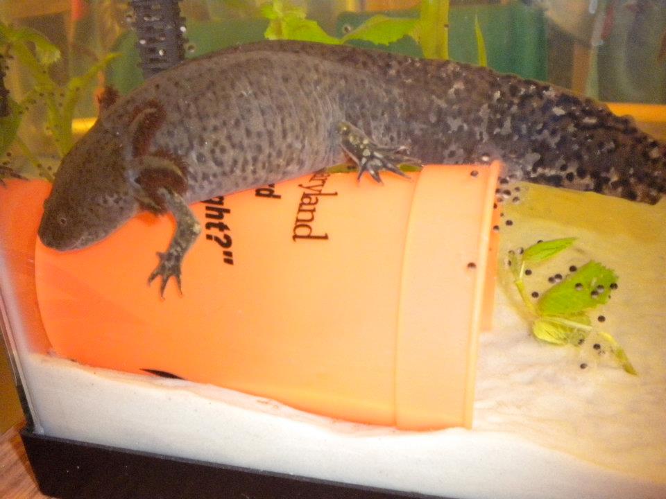 Mulder's mom Picture courtesy of Koryos | Caudata.org: Newts and ...