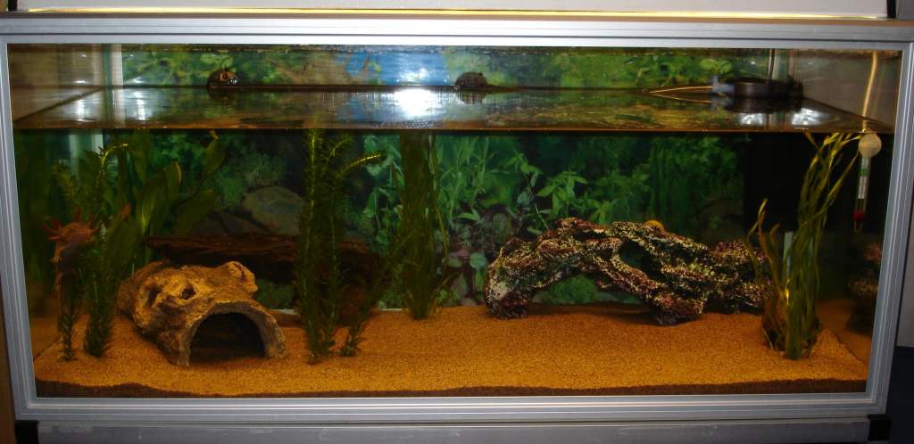 My 150L tank at the moment, I'm currently using a Fluval 205 canister ...