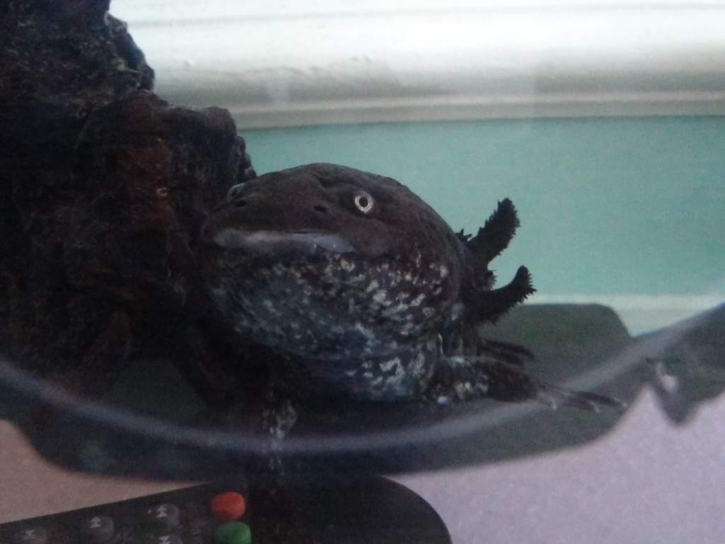 My big handsome boy's face! Toothless is a year old and is my male ...