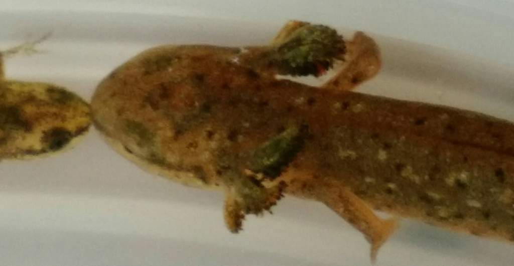 My cuties touching noses. | Caudata.org: Newts and Salamanders Portal