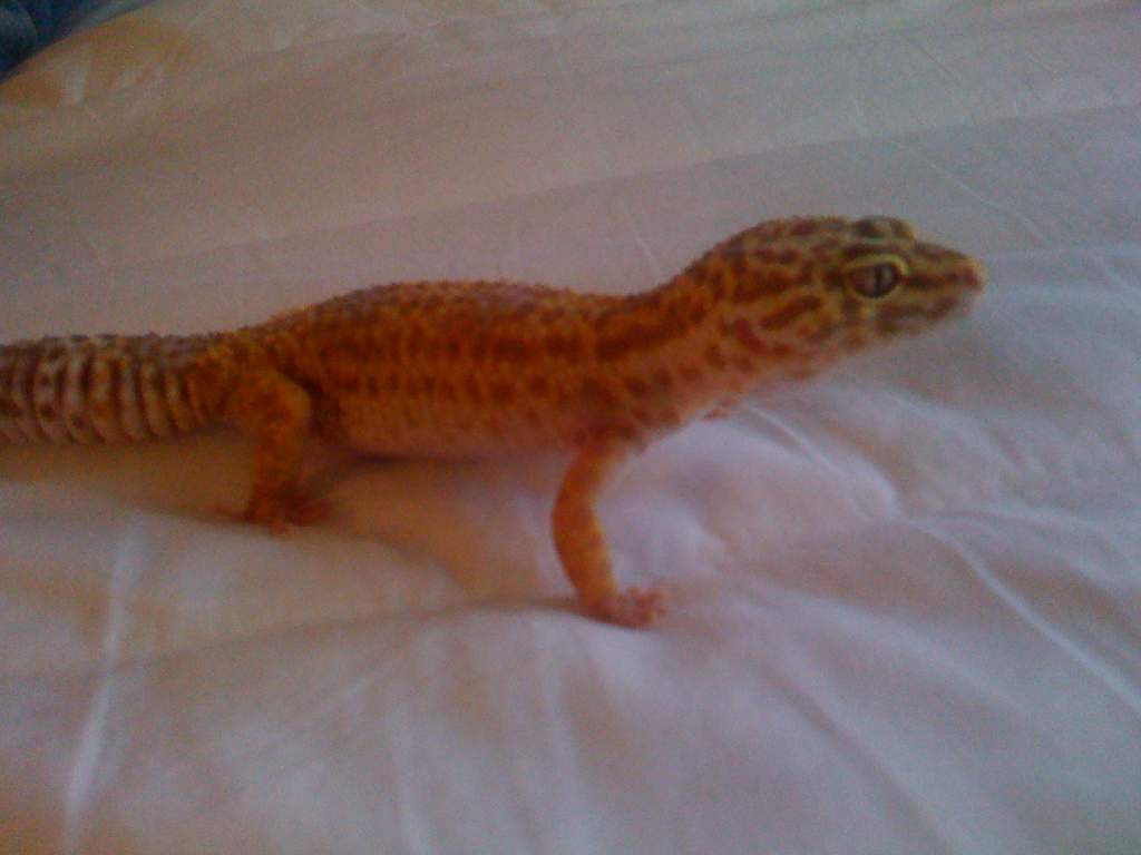 My female leopard gecko. | Caudata.org: Newts and Salamanders Portal