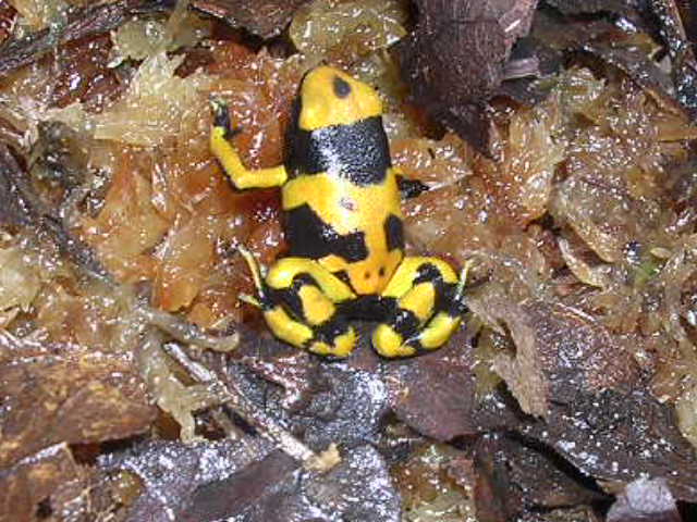 My first successfull raising of a Dendrobates leucomelas from eggs ...