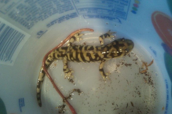 New Salamander with his first worm | Caudata.org: Newts and Salamanders ...