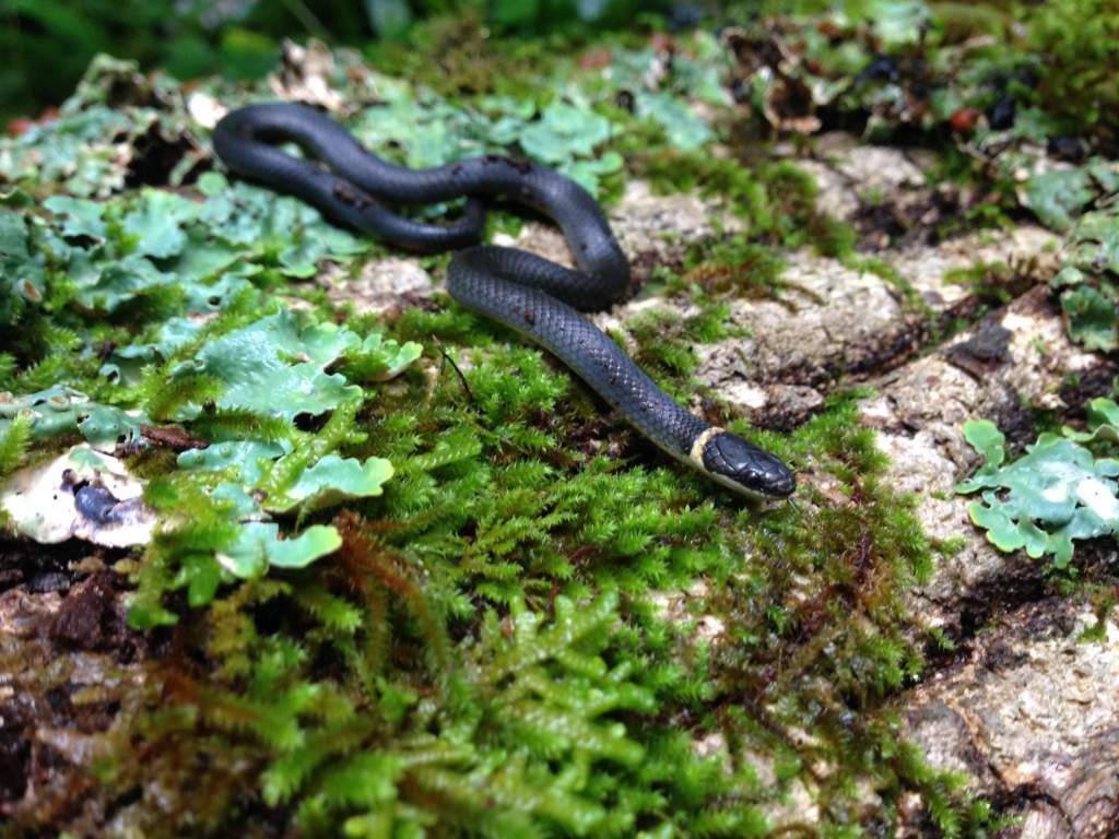 Northern Ring-necked Snake (Diadophis punctatus) | Caudata.org: Newts ...