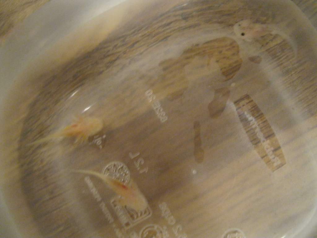 one eye and golds | Caudata.org: Newts and Salamanders Portal