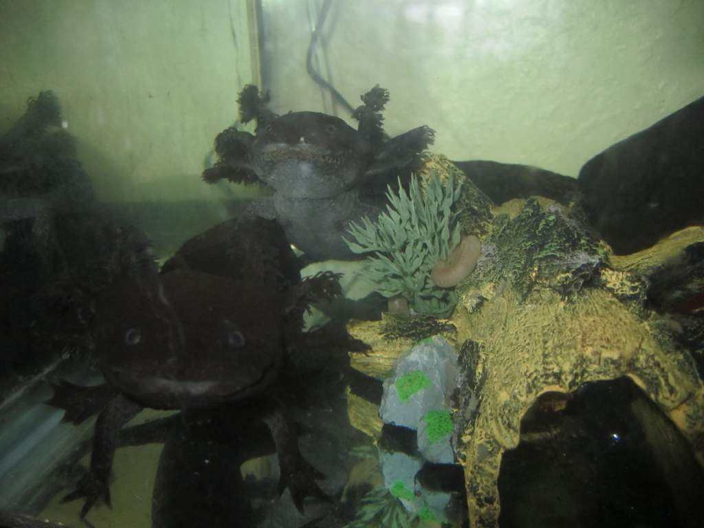 Our male Otto in the front and our other female Axol in the back ...