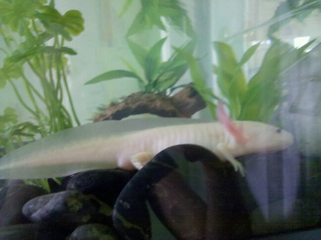 plankton taking a nap | Caudata.org: Newts and Salamanders Portal