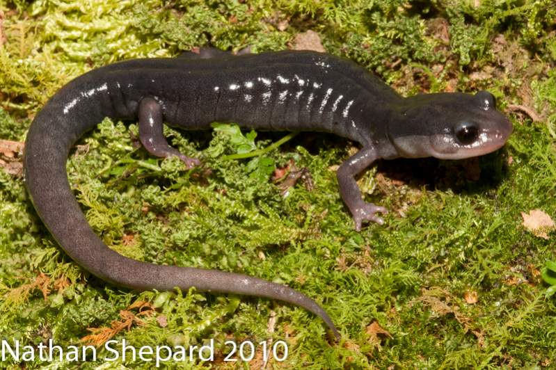 Plethodon amplus, NC. | Caudata.org: Newts and Salamanders Portal