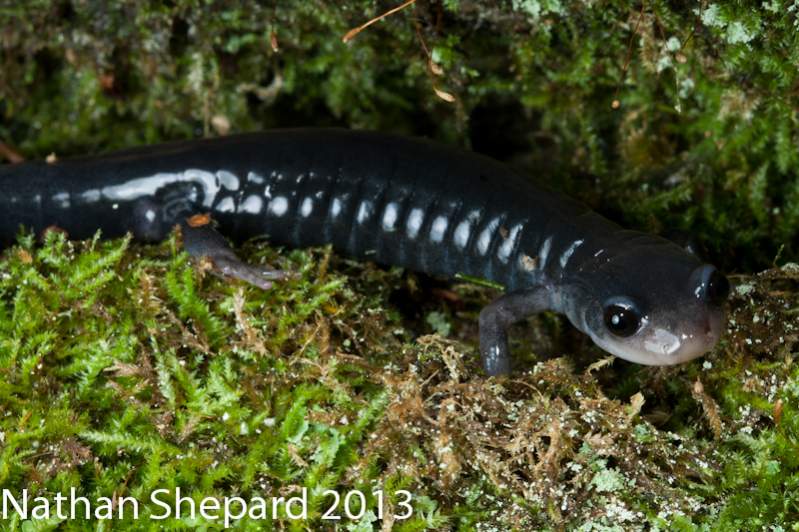Plethodon amplus | Caudata.org: Newts and Salamanders Portal