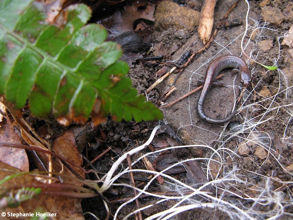 Plethodon cinereus | Caudata.org: Newts and Salamanders Portal