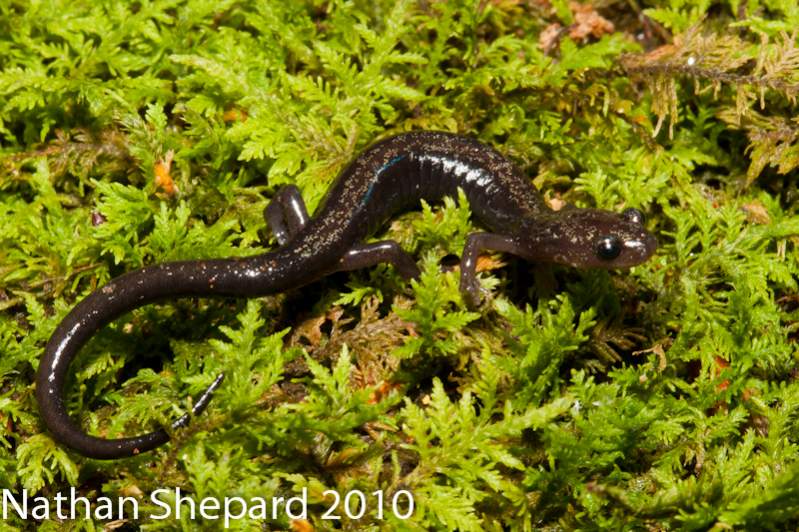 Plethodon hubrichti, VA. | Caudata.org: Newts and Salamanders Portal