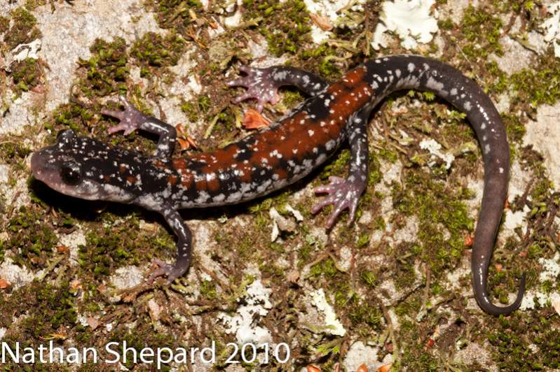 Plethodon longicrus, NC. | Caudata.org: Newts and Salamanders Portal