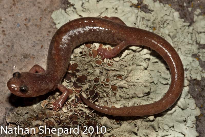 Plethodon neomexicanus | Caudata.org: Newts and Salamanders Portal