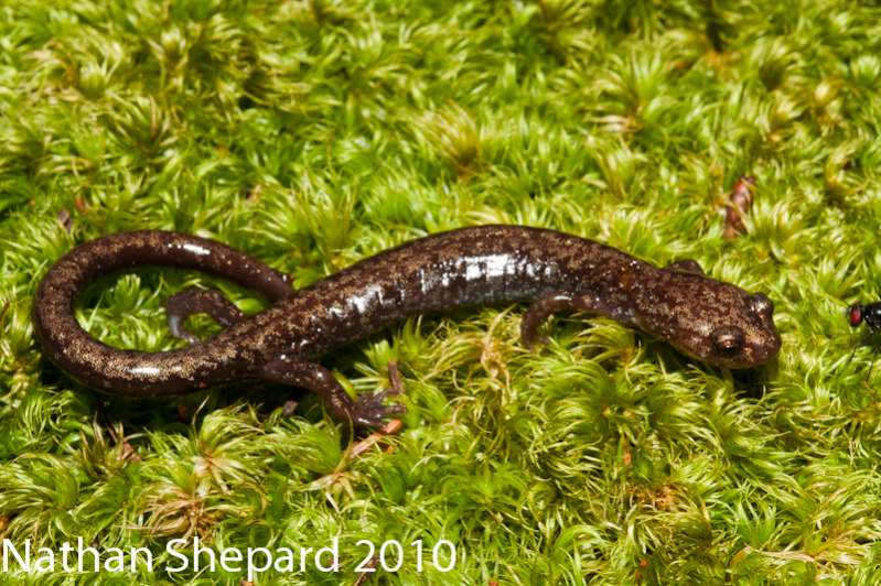 Plethodon nettingi | Caudata.org: Newts and Salamanders Portal