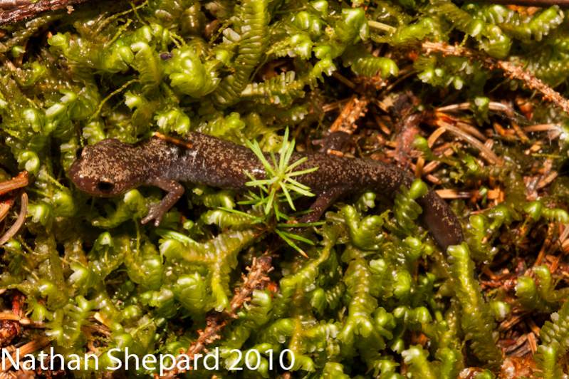 Plethodon nettingi | Caudata.org: Newts and Salamanders Portal