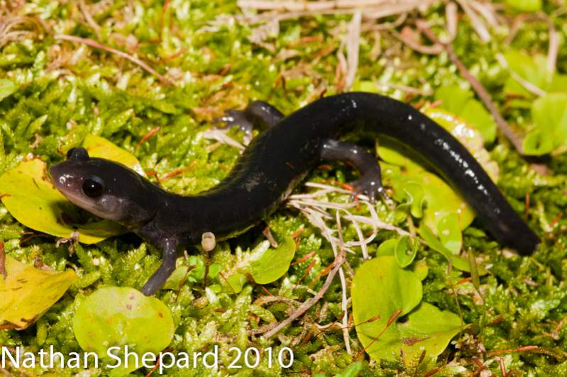 Plethodon variolatus, SC. | Caudata.org: Newts and Salamanders Portal