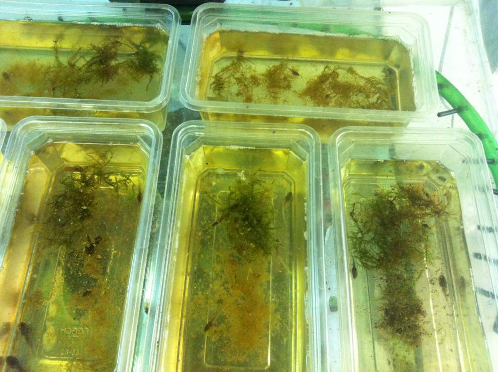 Rearing the Golden Mantella tadpoles | Caudata.org: Newts and ...