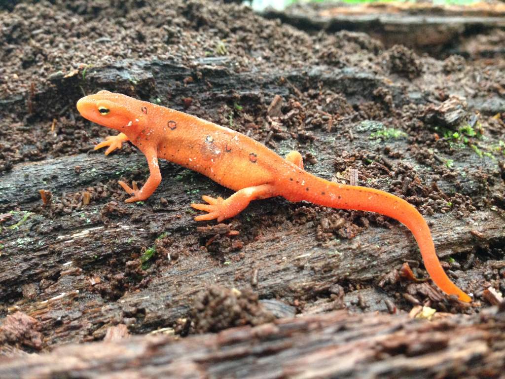 Red Eft - Eastern Newt (Notophthalmus viridescens viridescens ...