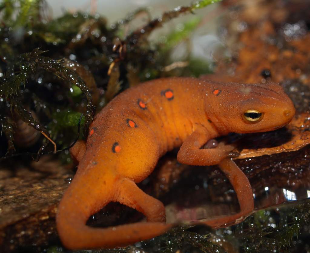 Red Spotted Newt Eft stage close up | Caudata.org: Newts and ...