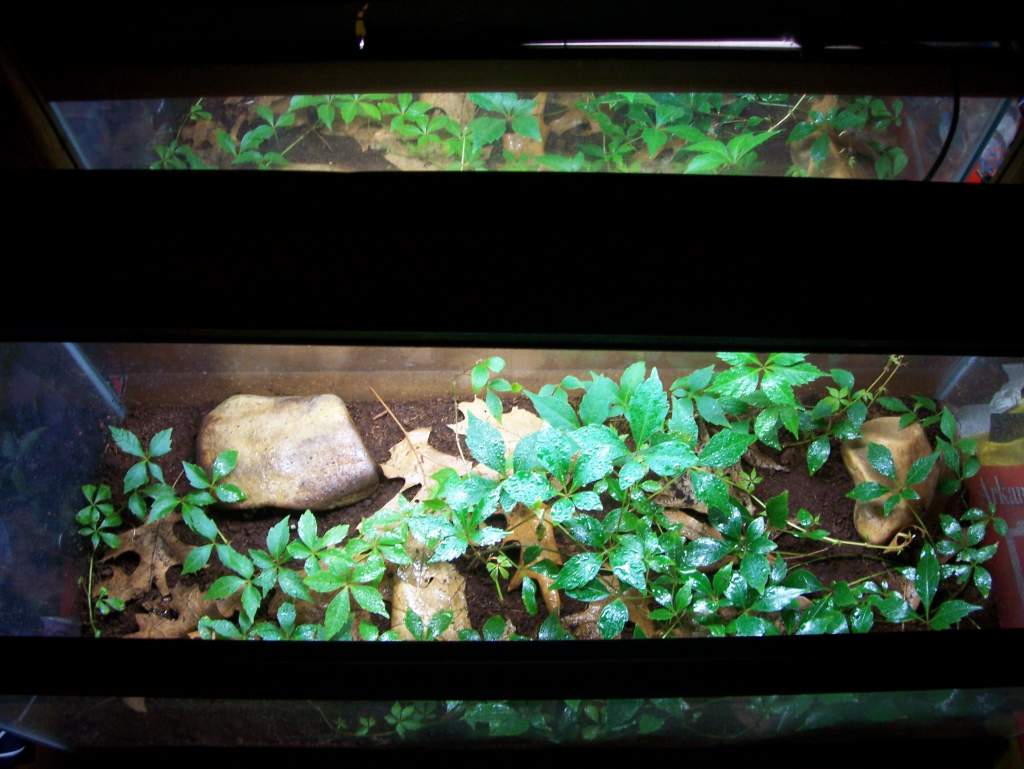 Ringed salamanders tank | Caudata.org: Newts and Salamanders Portal