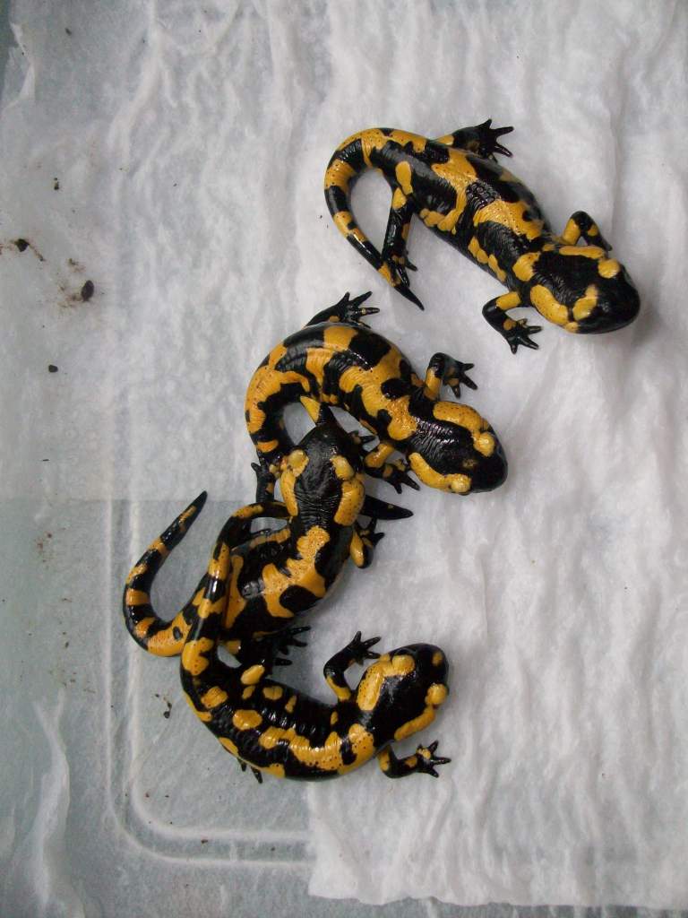 Salamandra Media