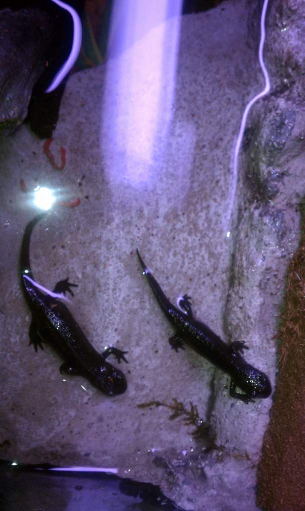 salamander 1 & wild man | Caudata.org: Newts and Salamanders Portal