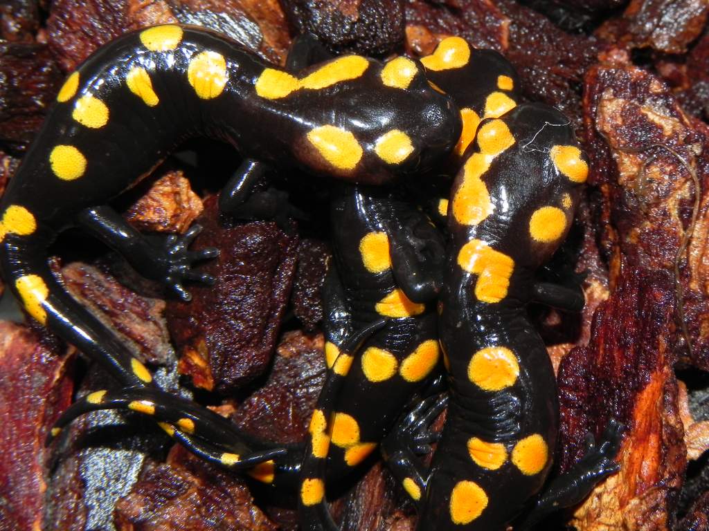 Salamandra algira algira | Caudata.org: Newts and Salamanders Portal