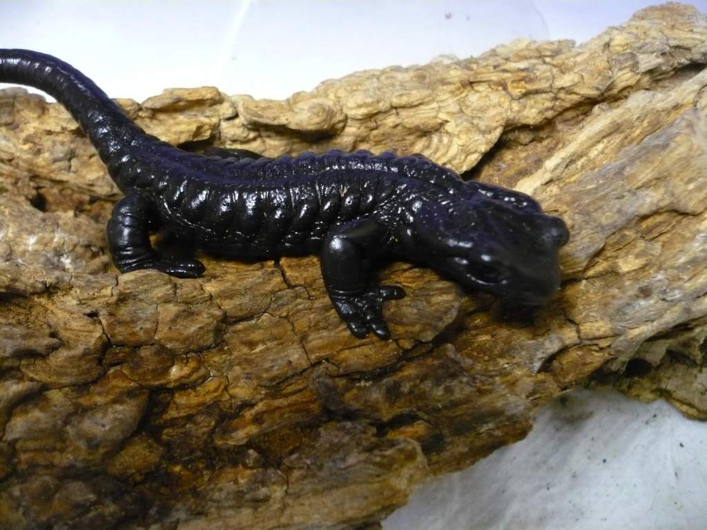 Salamandra lanzai | Caudata.org: Newts and Salamanders Portal
