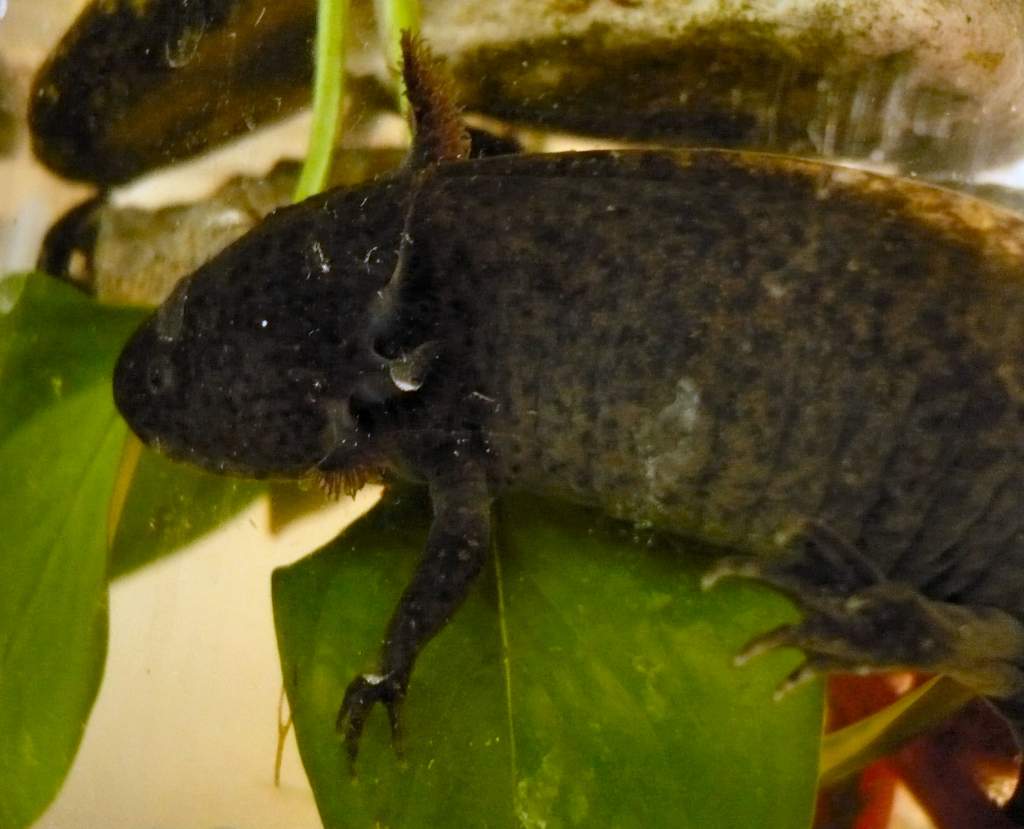 S'Miguel, and spotty glass. | Caudata.org: Newts and Salamanders Portal