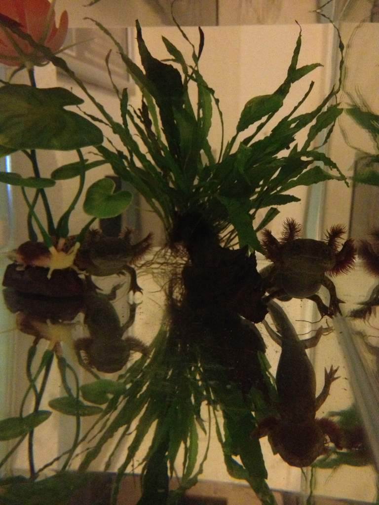 Spot the 'phib... | Caudata.org: Newts and Salamanders Portal