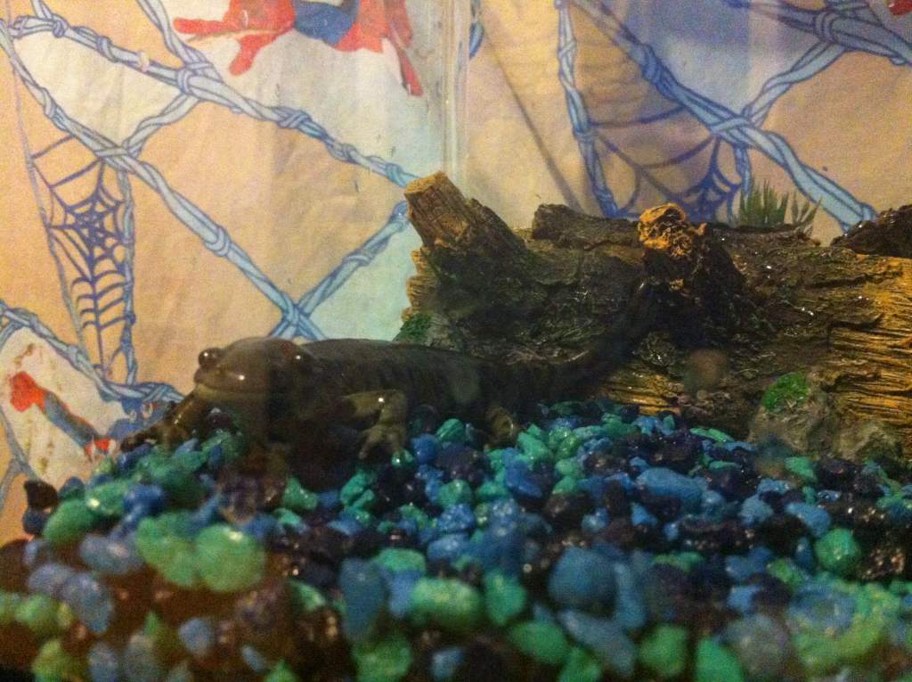 Substrate has since been changed but I was looking through our photos ...