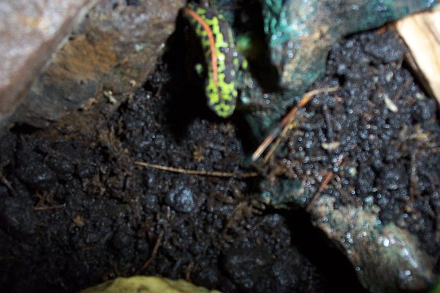 T. Marmoratus | Caudata.org: Newts and Salamanders Portal