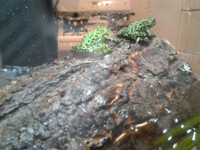 That's Cormet the frog (the smaller darker one) and Madison (the bigger ...