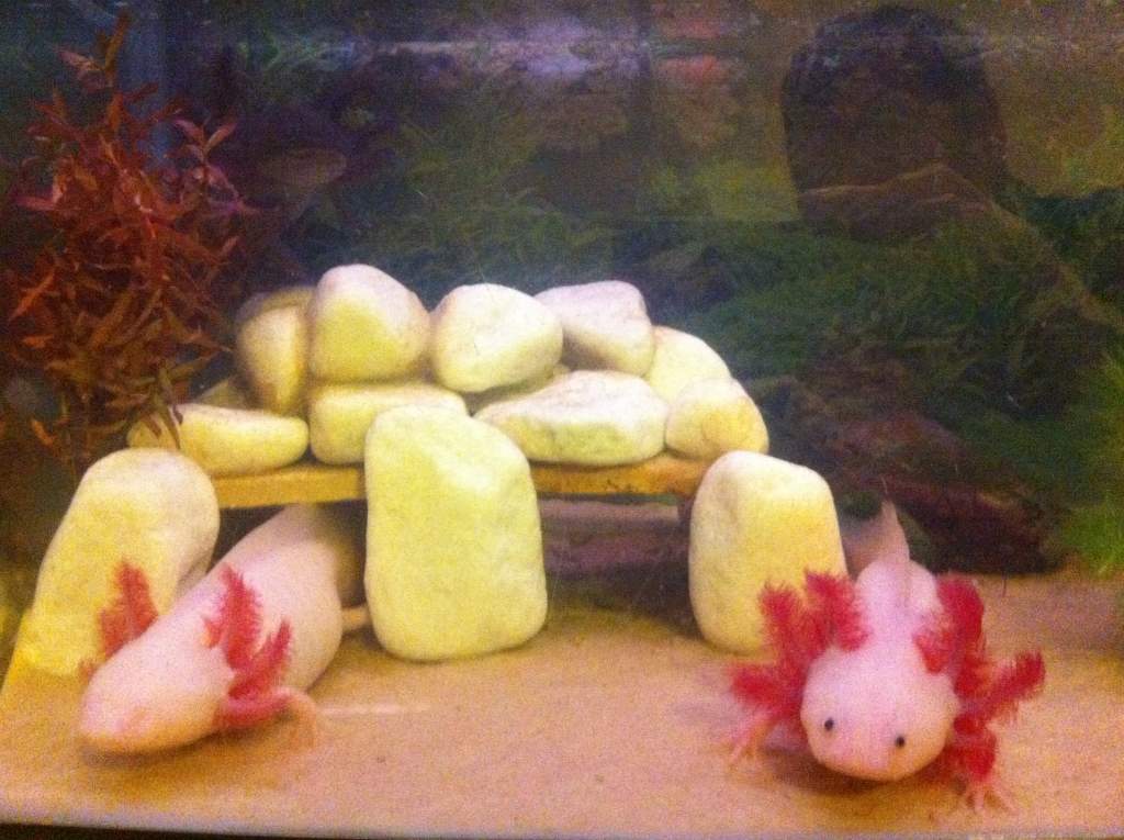 The 2 compartment cave | Caudata.org: Newts and Salamanders Portal