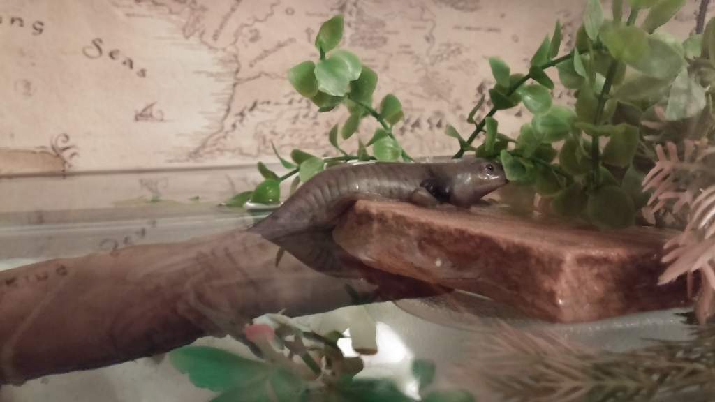 This is what you call evolution.. when sea creatures move to land ...