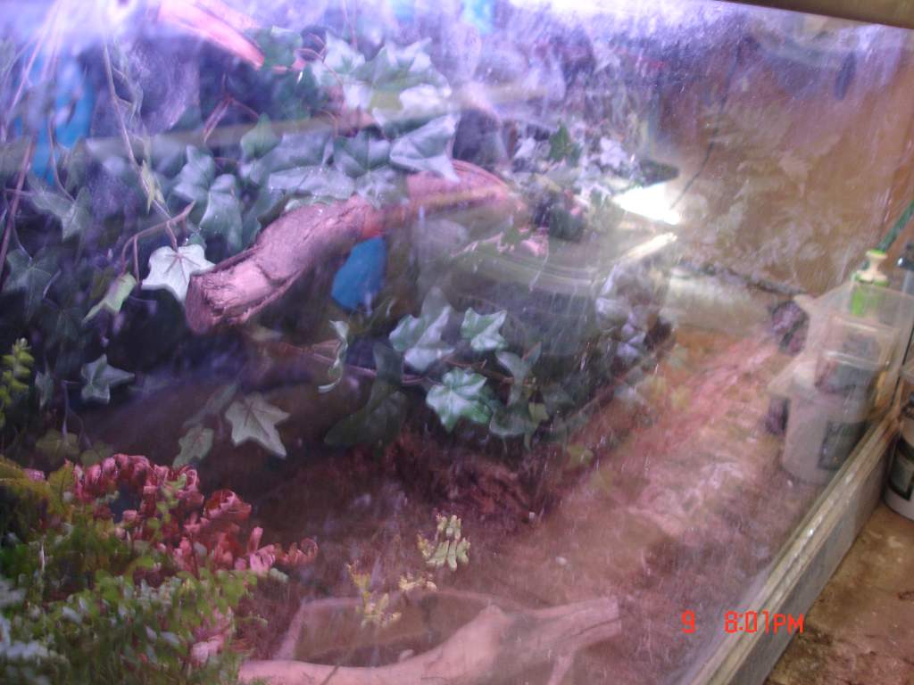 tiger salamander tank 2 | Caudata.org: Newts and Salamanders Portal