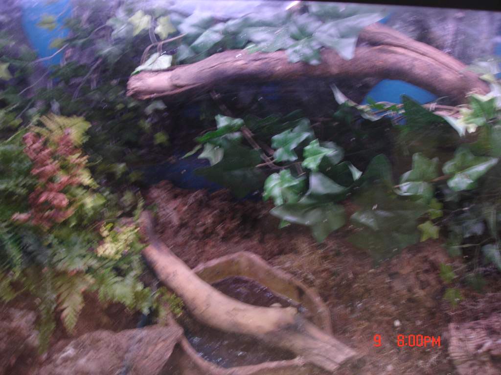 tiger salamander tank | Caudata.org: Newts and Salamanders Portal