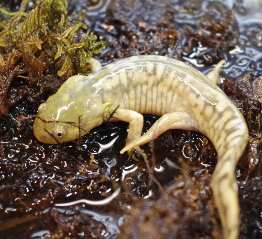 Tiger salamander | Caudata.org: Newts and Salamanders Portal
