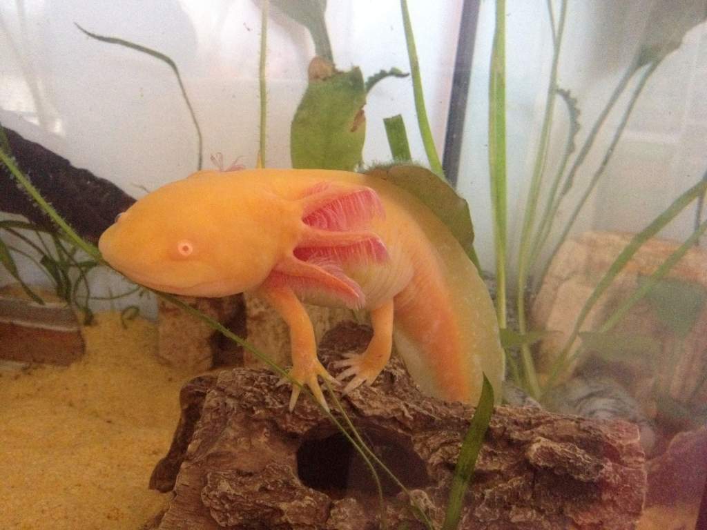TMNT :) | Caudata.org: Newts and Salamanders Portal