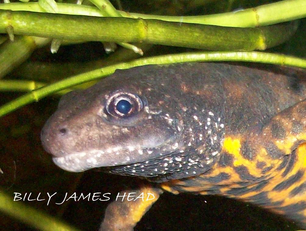 Triturus carnifex | Caudata.org: Newts and Salamanders Portal