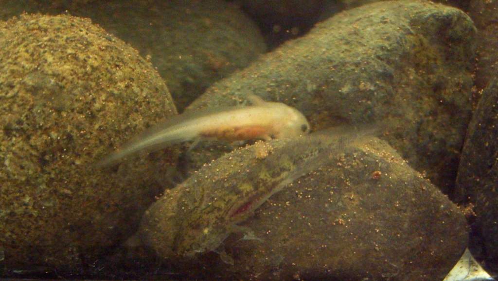 two axolotls December 23, 2008 | Caudata.org: Newts and Salamanders Portal