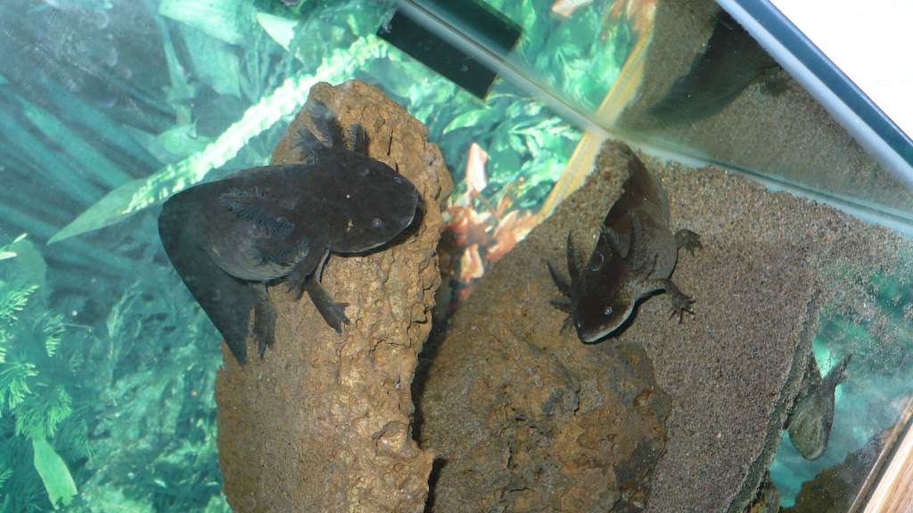 Two axolotls | Caudata.org: Newts and Salamanders Portal