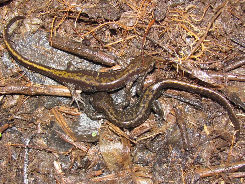 Western Long-toed Salamanders | Caudata.org: Newts and Salamanders Portal