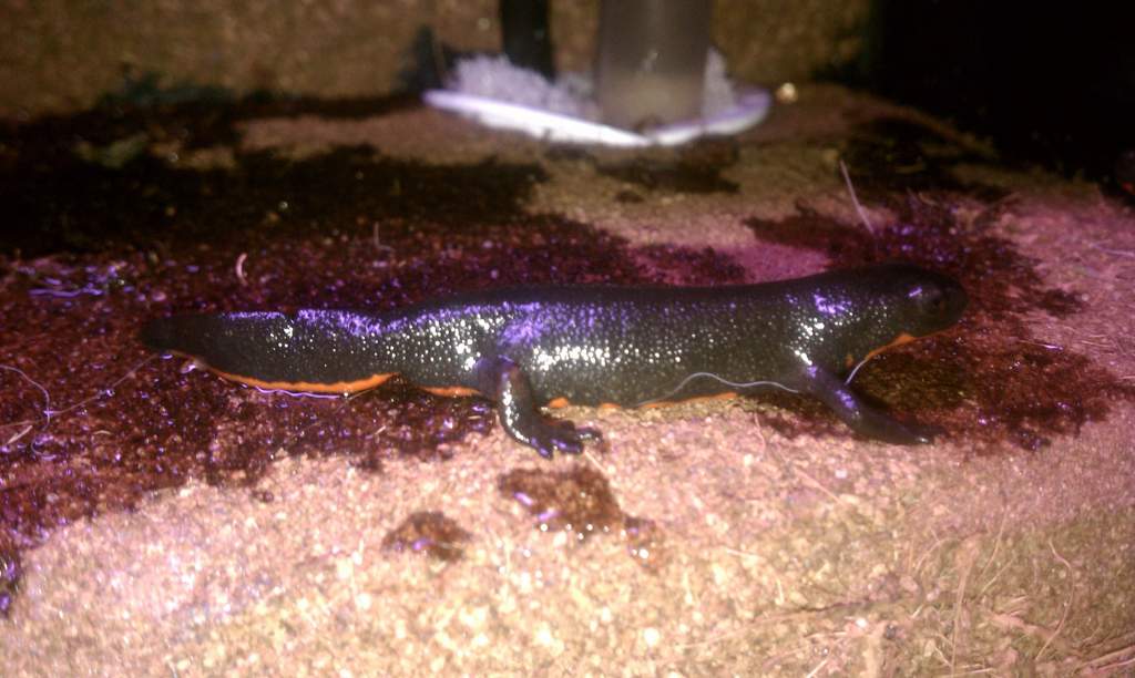 wild man | Caudata.org: Newts and Salamanders Portal