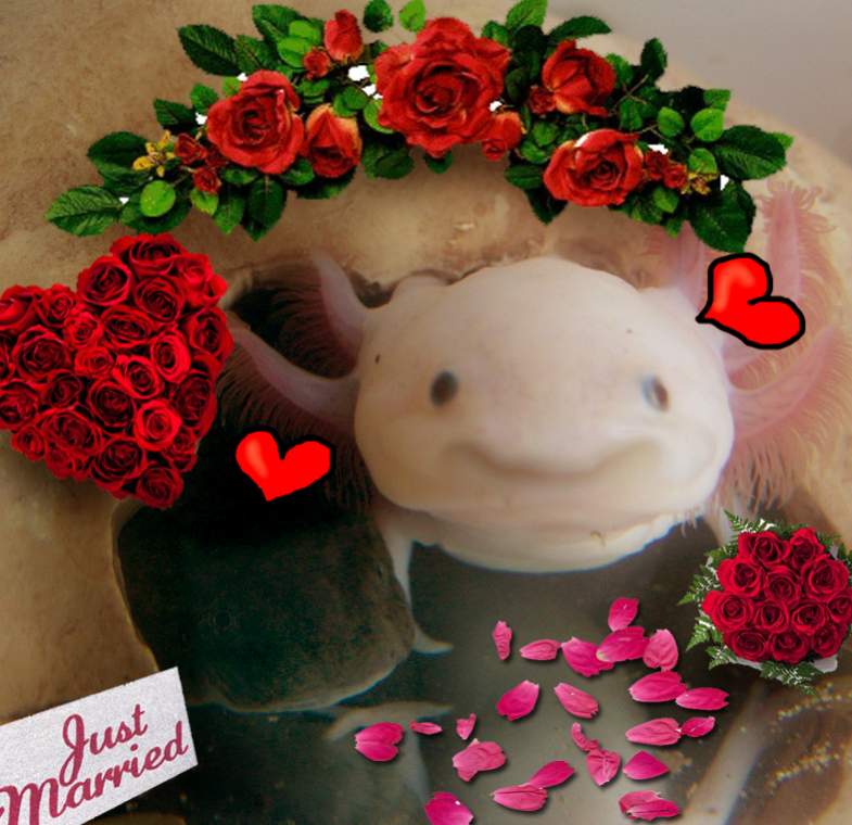 Xotl and Frangipane were a cute couple. R.i.p. Frangipane 1. | Caudata ...